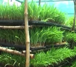 METHOD OF HYDROPONICS GREEN FODDER PRODUCTION - Pashudhan Praharee ...