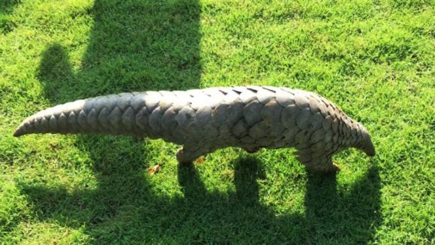 Pangolin, world’s most poached scaled mammal, rescued in Dalma ...