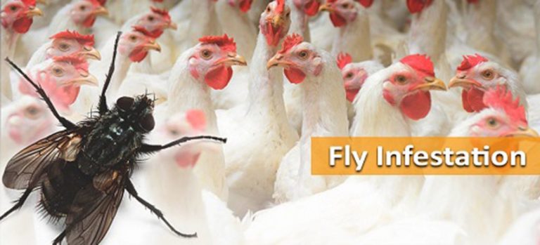 FLY CONTROL IN COMMERCIAL POULTRY FARMS - Pashudhan Praharee | Pet Care ...