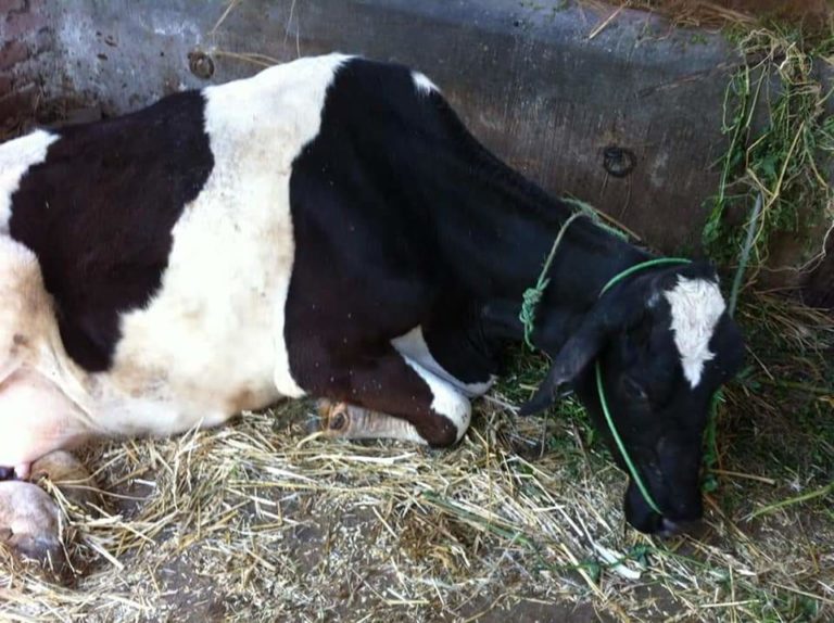 ANAPLASMOSIS IN FARM ANIMALS - Pashudhan Praharee | Pet Care Blog
