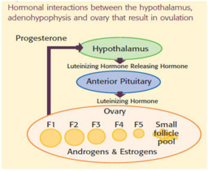 Reproductive physiology of poultry – Pashudhan praharee