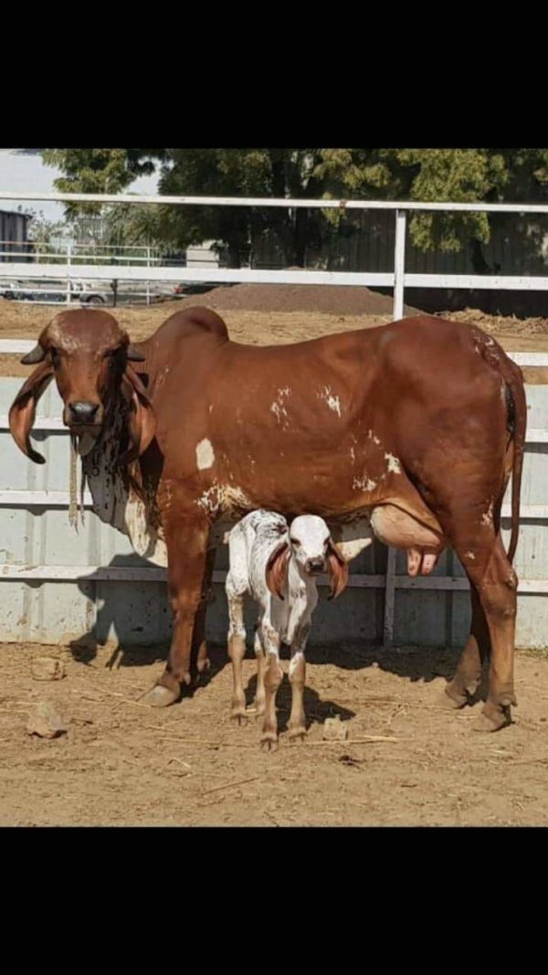 INCREASING INFERTILITY IN CROSS BREED DAIRY COWS IN INDIA: AN EMERGING ...