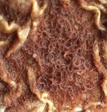 Endoparasites of sheep and goat - Pashudhan Praharee | Pet Care Blog