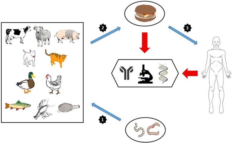 FOOD –BORNE ZOONOSES ( FBZs) & CONTROL STRATEGIES IN INDIA - Pashudhan ...
