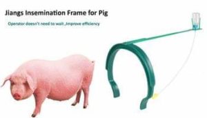 ARTIFICIAL INSEMINATION IN PIGS - Pashudhan Praharee | Pet Care Blog