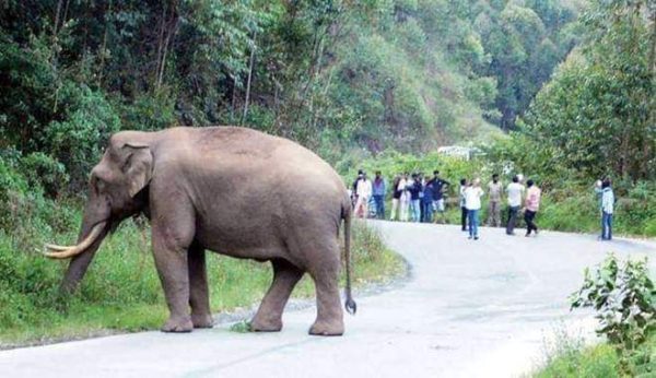 Understanding the Human-Elephant conflict in India: - Pashudhan ...
