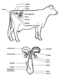REPRODUCTIVE DISORDERS OF DAIRY CATTLE & PRACTICES TO IMPROVE ...