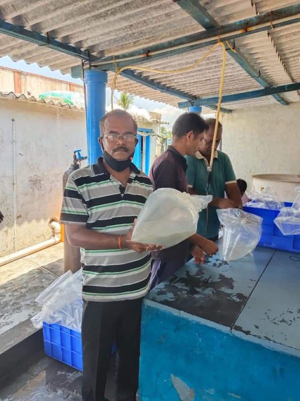 CONTROLLING SHRIMP DISEASES BY SELECTING GOOD QUALITY POSTLARVAE ...