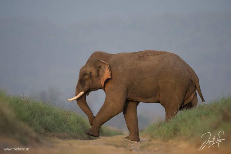 Musth: Madness state in male bull Elephants - Pashudhan Praharee | Pet ...