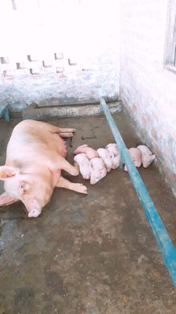 Care of the Sow During pre Farrowing and farrowing - Pashudhan Praharee ...