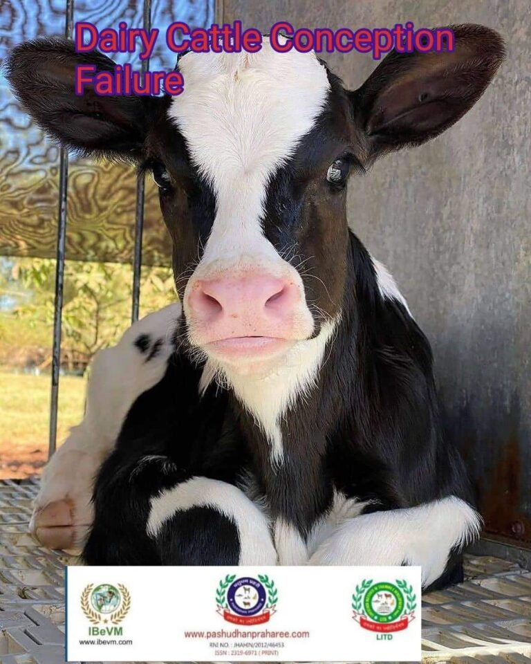 Causes of Dairy Cattle Conception Failure - Pashudhan Praharee | Pet ...