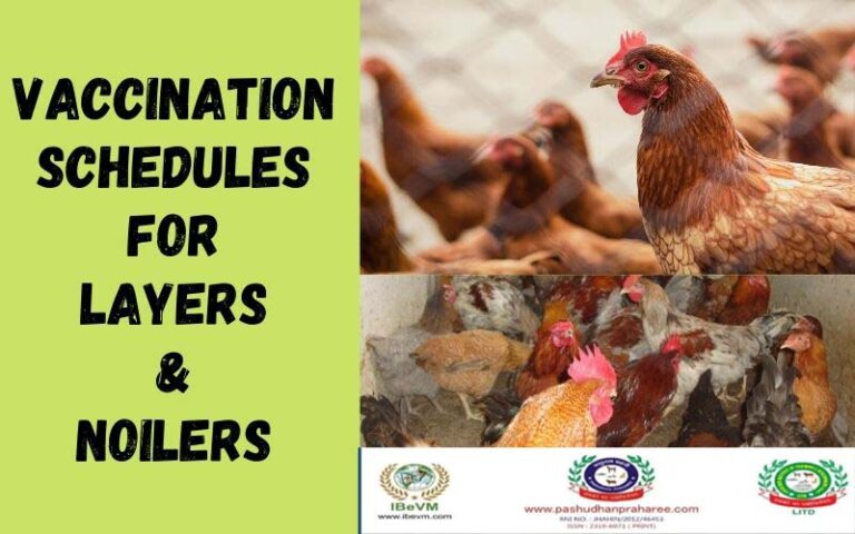 Vaccination Programs in Poultry - Pashudhan Praharee | Pet Care Blog