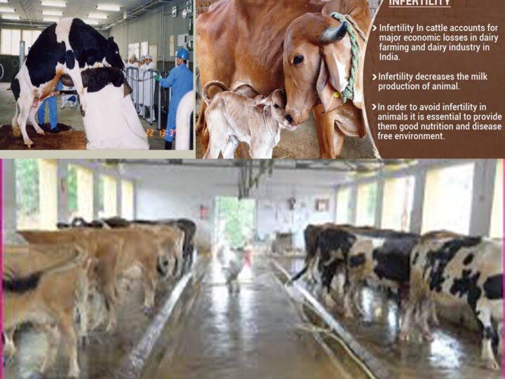HEMORRHAGIC SEPTICEMIA (HS) IN CATTLE | Pashudhan praharee