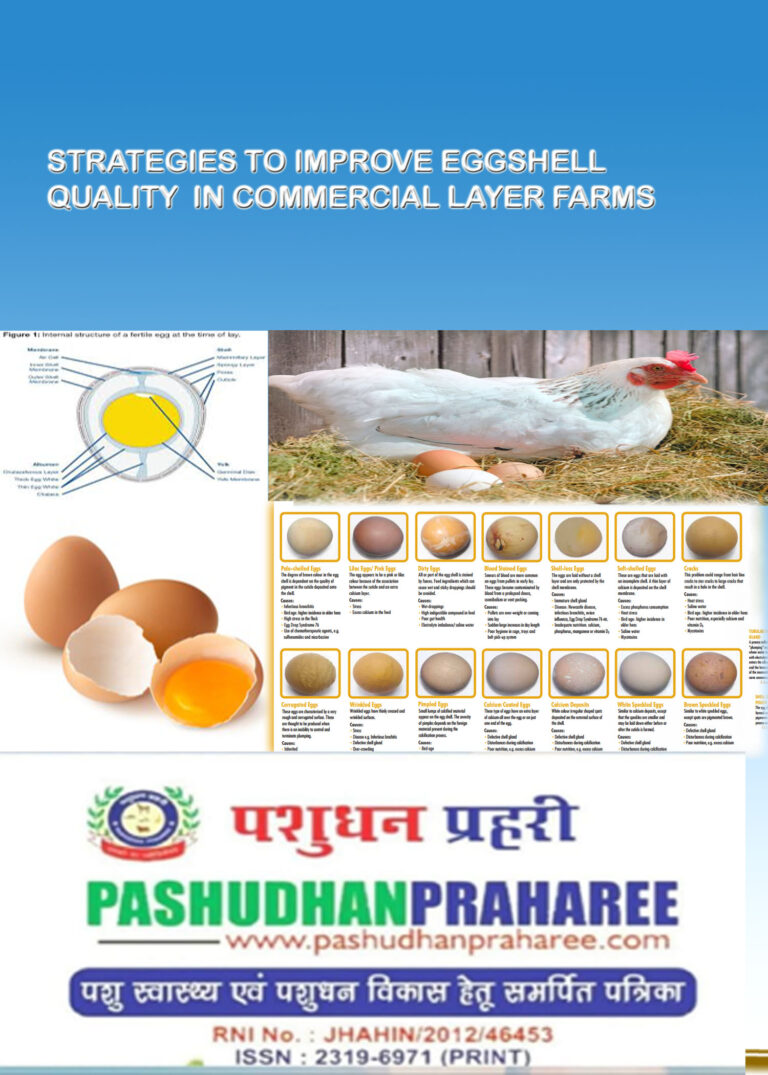 STRATEGIES TO IMPROVE EGGSHELL QUALITY IN COMMERCIAL LAYER FARMS ...