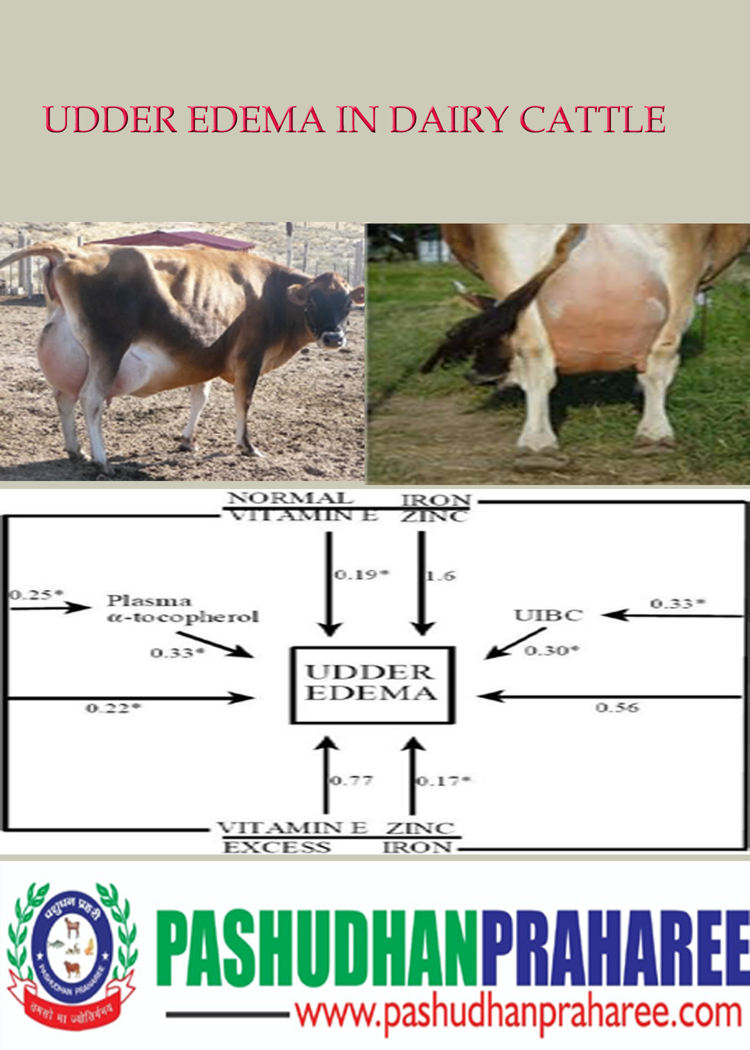Causes Of Udder Oedema In Dairy Cows All About Cow Photos