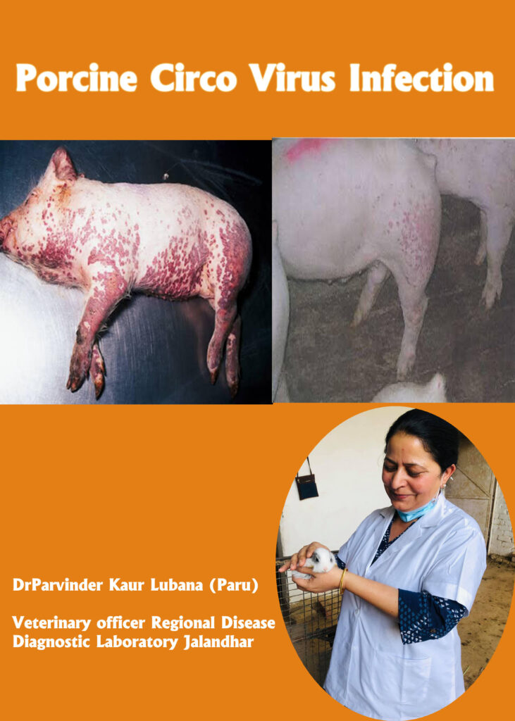 Porcine Circo Virus Infection - Pashudhan Praharee | Pet Care Blog