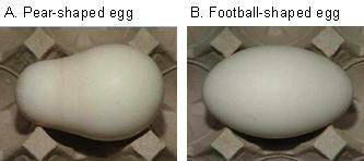 Egg Irregularities in Layers – Pashudhan praharee