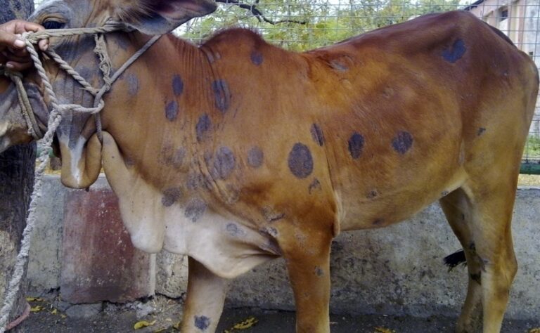 SUMMER MANAGEMENT OF BOVINE SKIN DISEASES