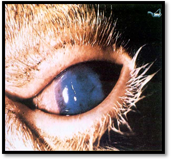 Sheep Associated Malignant Catarrhal Fever in cattle