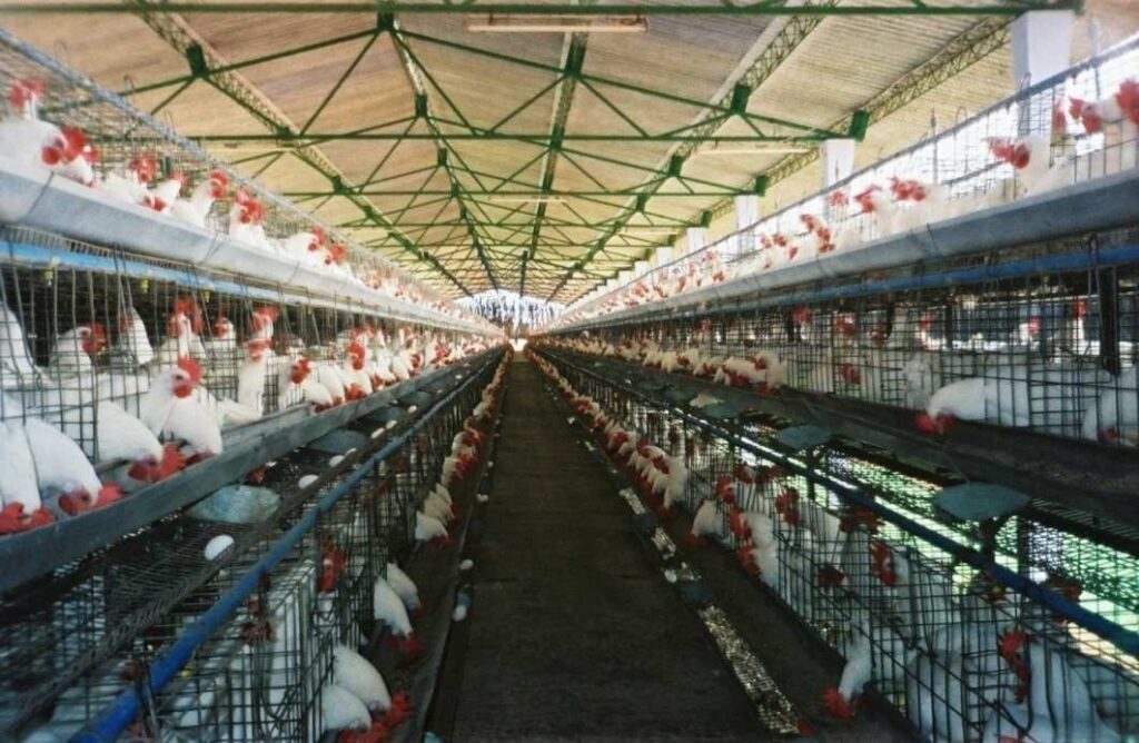 A FARMERS & ENTERPRINEUR GUIDELINES- COMMERCIAL LAYER PRODUCTION ...
