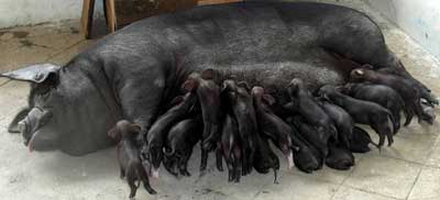 Indian Pigs