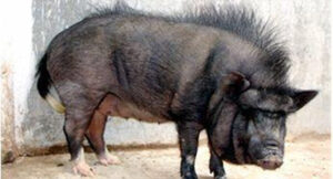 GENETIC RESOURCES OF PIGS IN INDIA