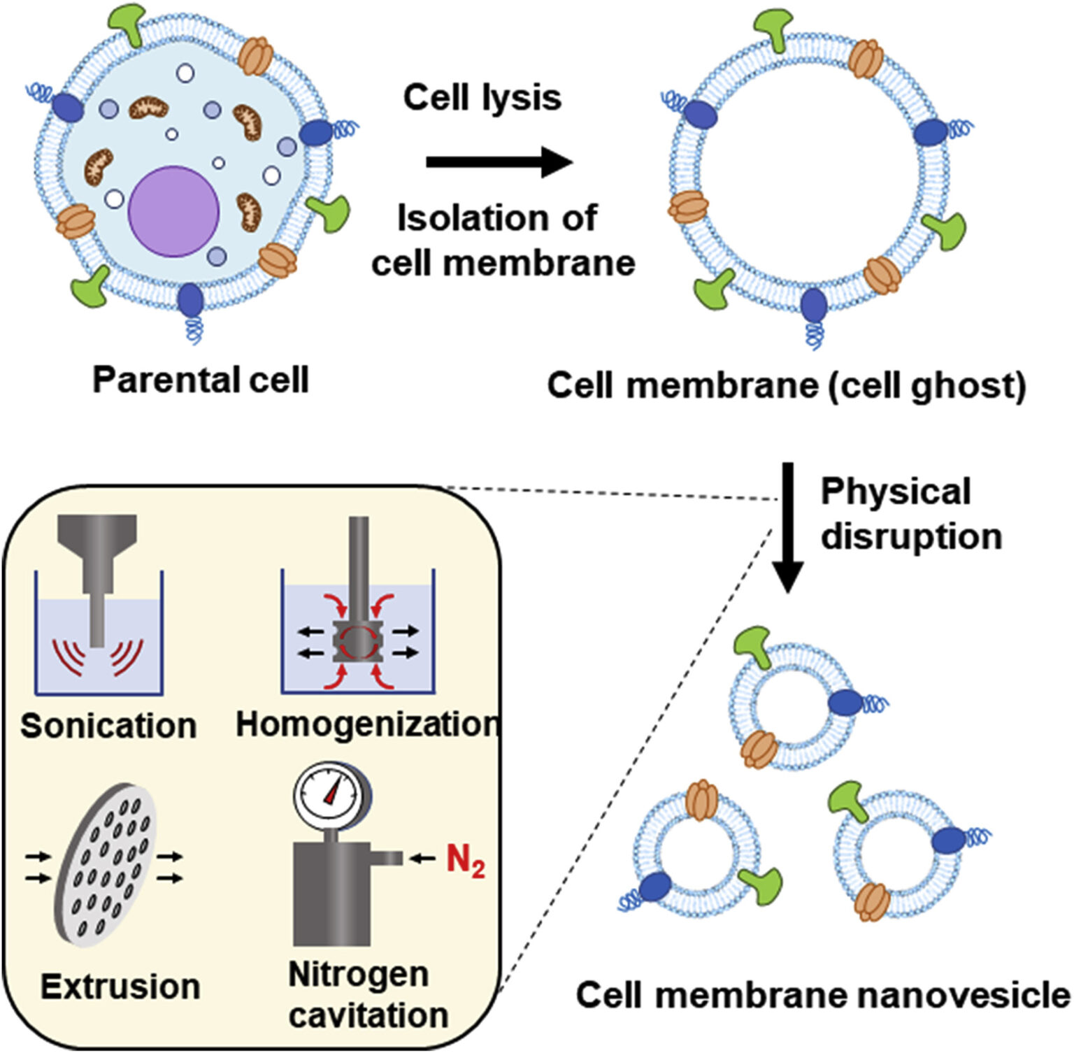 Potential Applications of Nanoparticles and Cell Derived Nanovesicles