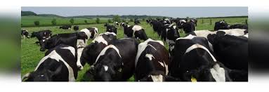 Dairy Farming Practices