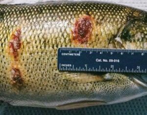 SOME COMMON DISEASES OF FISHES