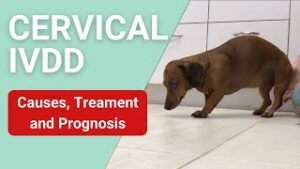 Intervertebral Disc Disease (IVDD) or Slipped Disc in Dogs