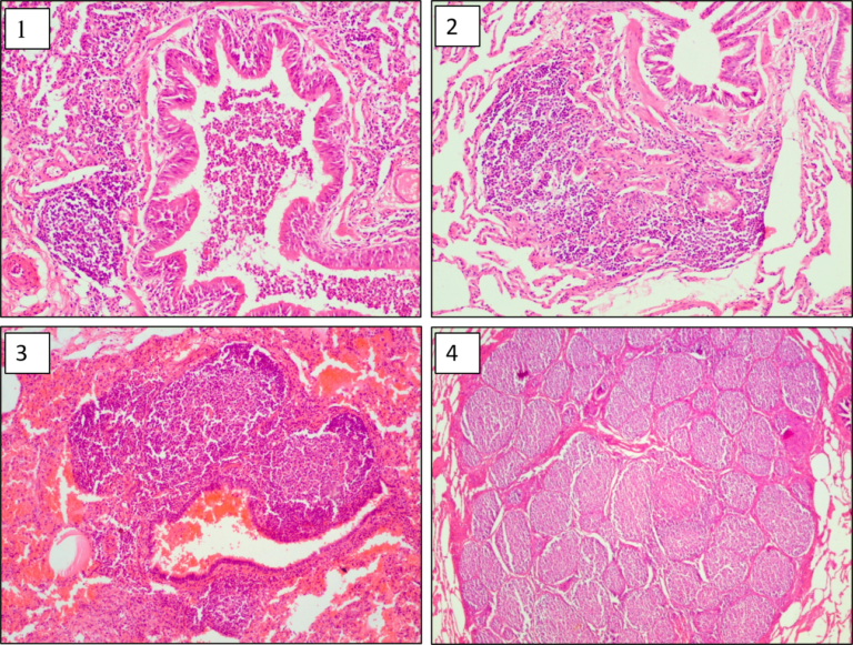 Enzootic Pneumonia in Pigs: An Inherent Threat to Swine Industry ...