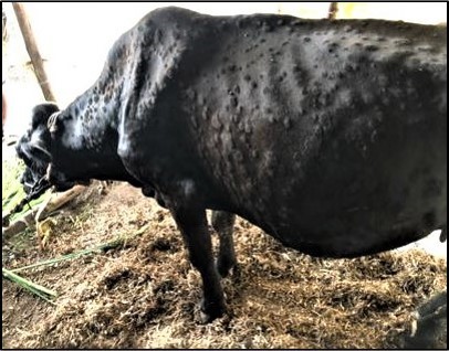 Care and Management of Cattle in Lumpy Skin Disease (LSD) - Pashudhan ...