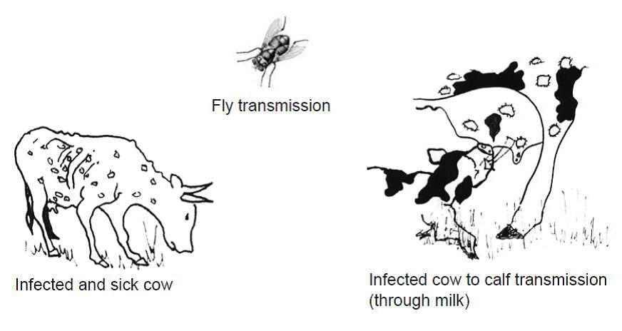 Lumpy Skin Disease (Transboundary Viral Disease)- An Overview and its ...