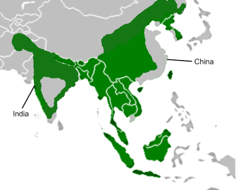 Breeding of Leopard Cat (Felis bengalensis) in Bhagwan Birsa Biological ...