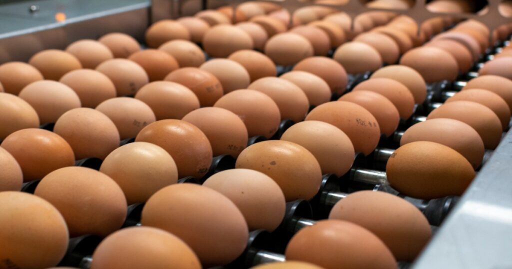 Dietary Manipulation in Commercial Layer Poultry Birds for Improvement ...