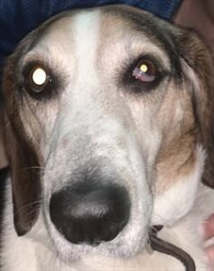 Horner’s Syndrome in Dogs & Cats – A Unique Eye Condition - Pashudhan ...
