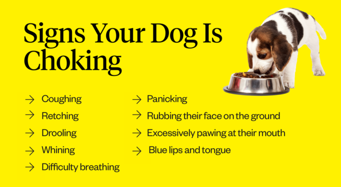 How to Perform the Heimlich Maneuver on Dog - Pashudhan Praharee | Pet ...