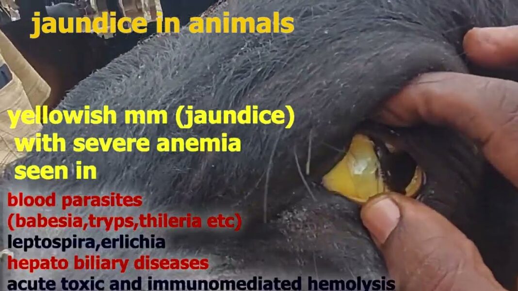 JAUNDICE (Icterus) IN ANIMALS - Pashudhan Praharee | Pet Care Blog