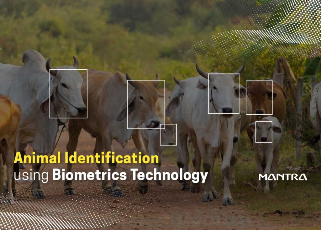 Biometric Identification of Animals : A short communication - Pashudhan ...