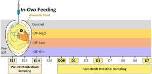 In Ovo-Juvenile Nutrition Feeding in Poultry : A Tool for Optimising ...