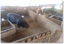 PIG FARMING: A PROMISING AGRI-BUSINESS IN INDIA - Pashudhan Praharee ...