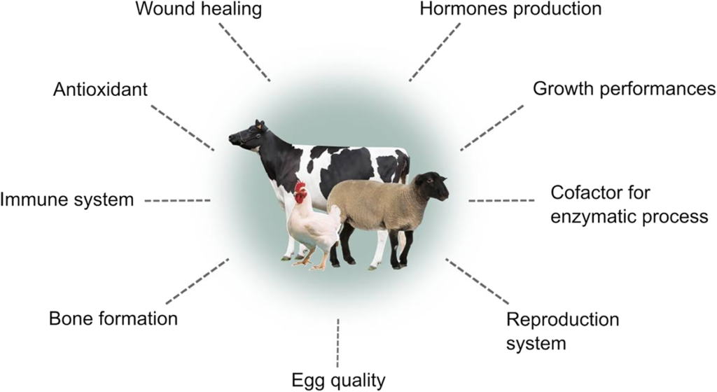 Role of Zinc in Animal Nutrition - Pashudhan Praharee | Pet Care Blog