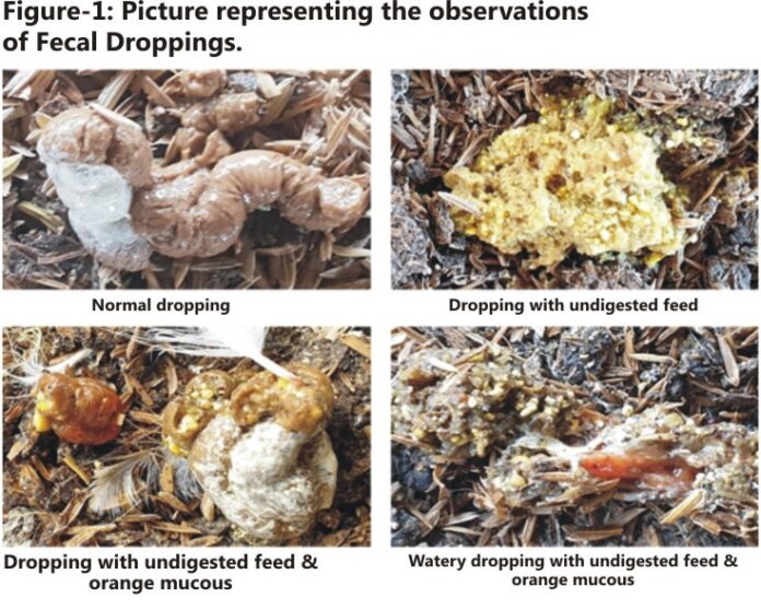 Feed Passage Syndrome (FPS) in Broilers : An Integrated Approach to ...