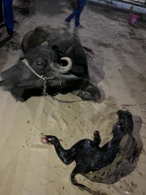 MANAGEMENT OF POST-CERVICAL UTERINE TORSION IN A MURRAH BUFFALO: A CASE ...