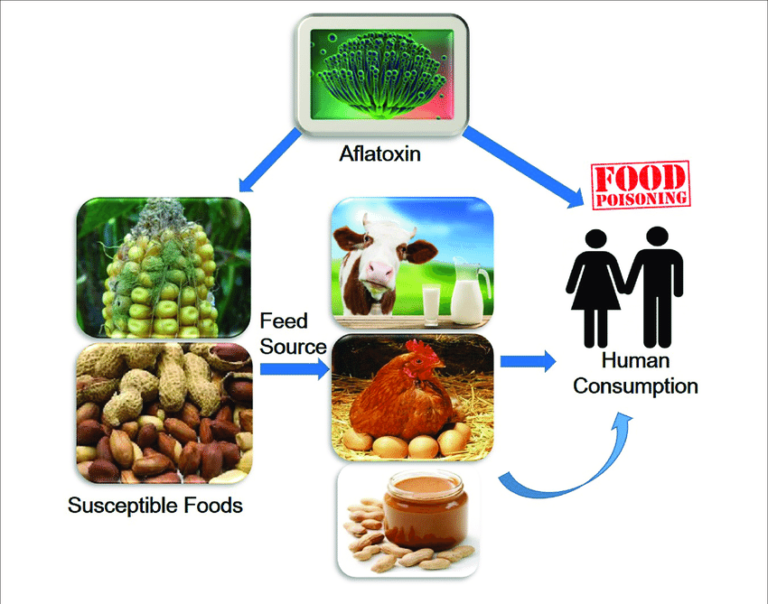 Aflatoxicosis: Its Effect, Prevention In Animals, Birds And Zoonotic ...