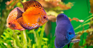 Colour Enhancement of Ornamental Fishes through Application of Dietary ...