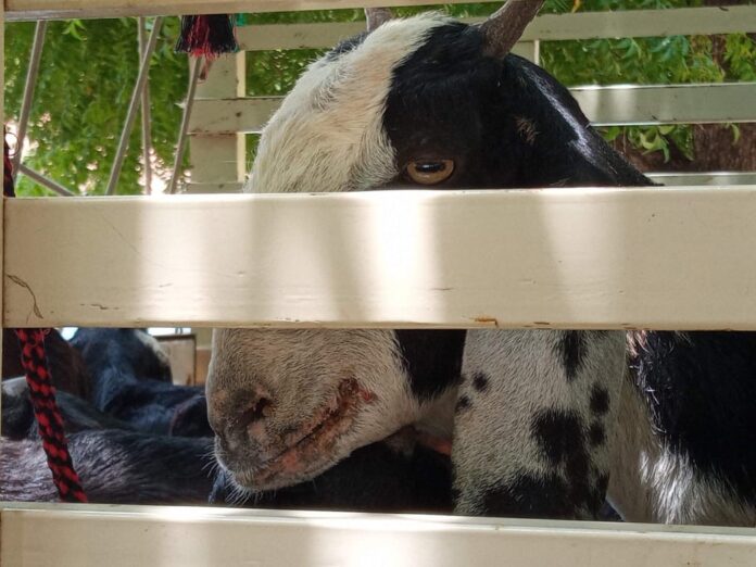 PPR (PESTE DES PETITS RUMINANTS) DISEASE IN GOAT - Pashudhan Praharee ...