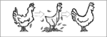 Management of Layers during Molting - Pashudhan Praharee | Pet Care Blog