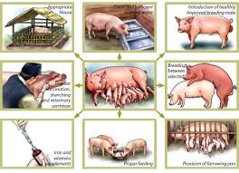Dietary Supplementation of folic acid & Its Effect on the performance of suckling piglets and ...