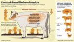 Strategies for Reducing Methane Emission from Ruminant Animals ...